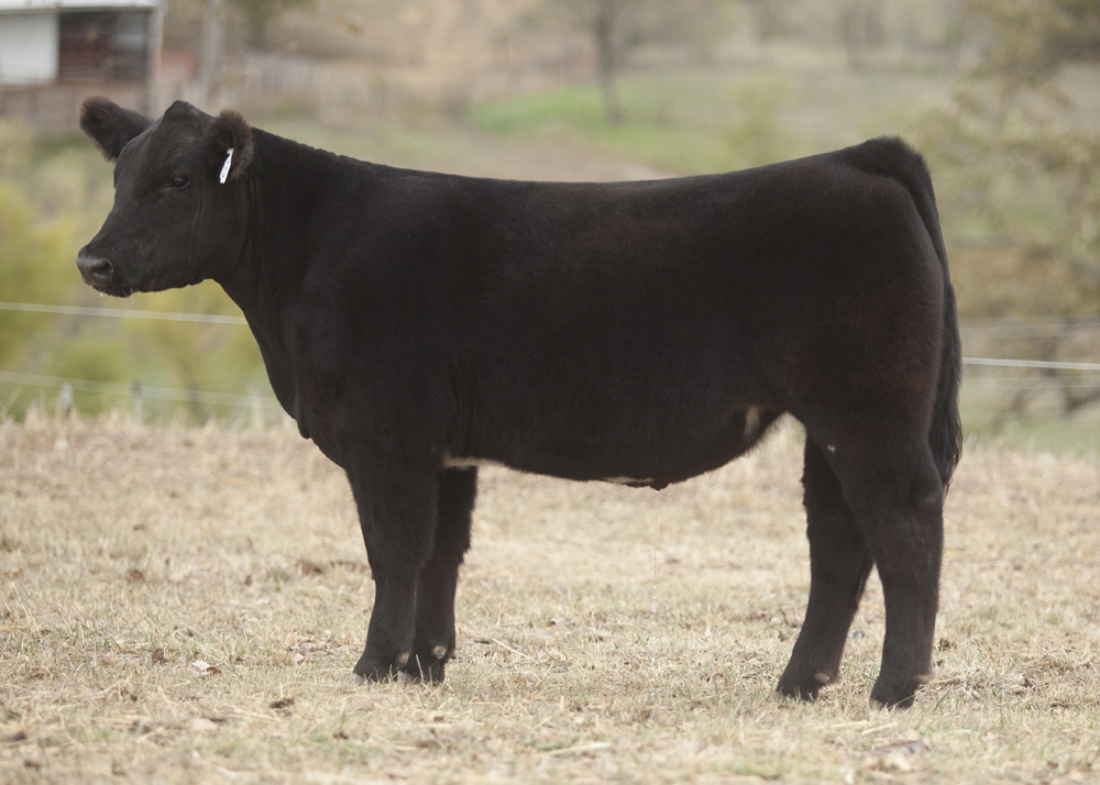 Curran Cattle Promotions