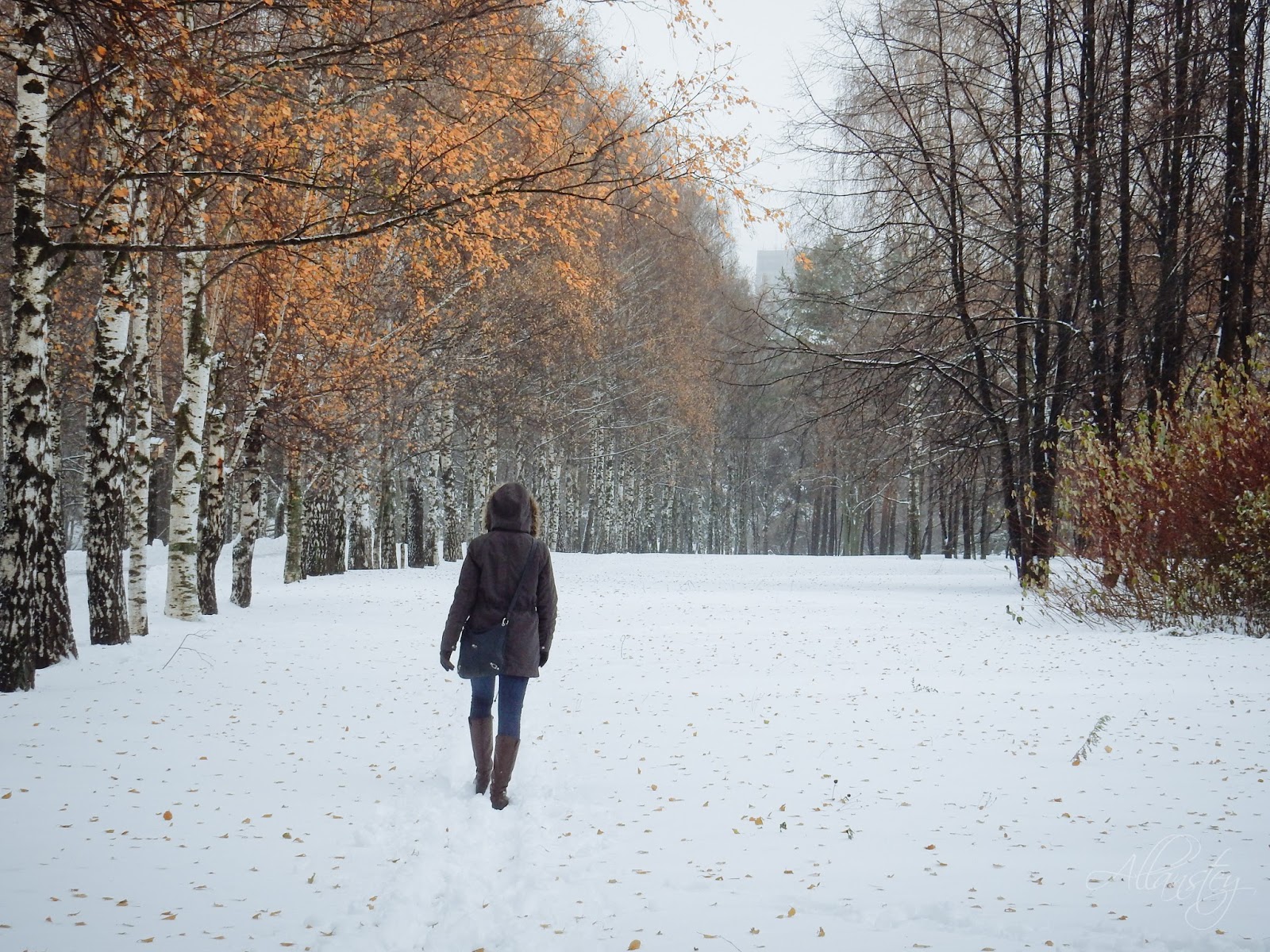 Winter Fall | Allanstey