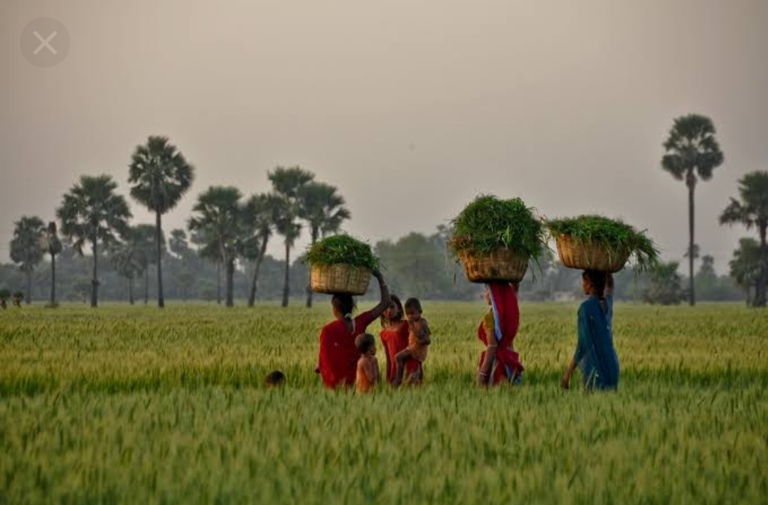 Importance of agriculture