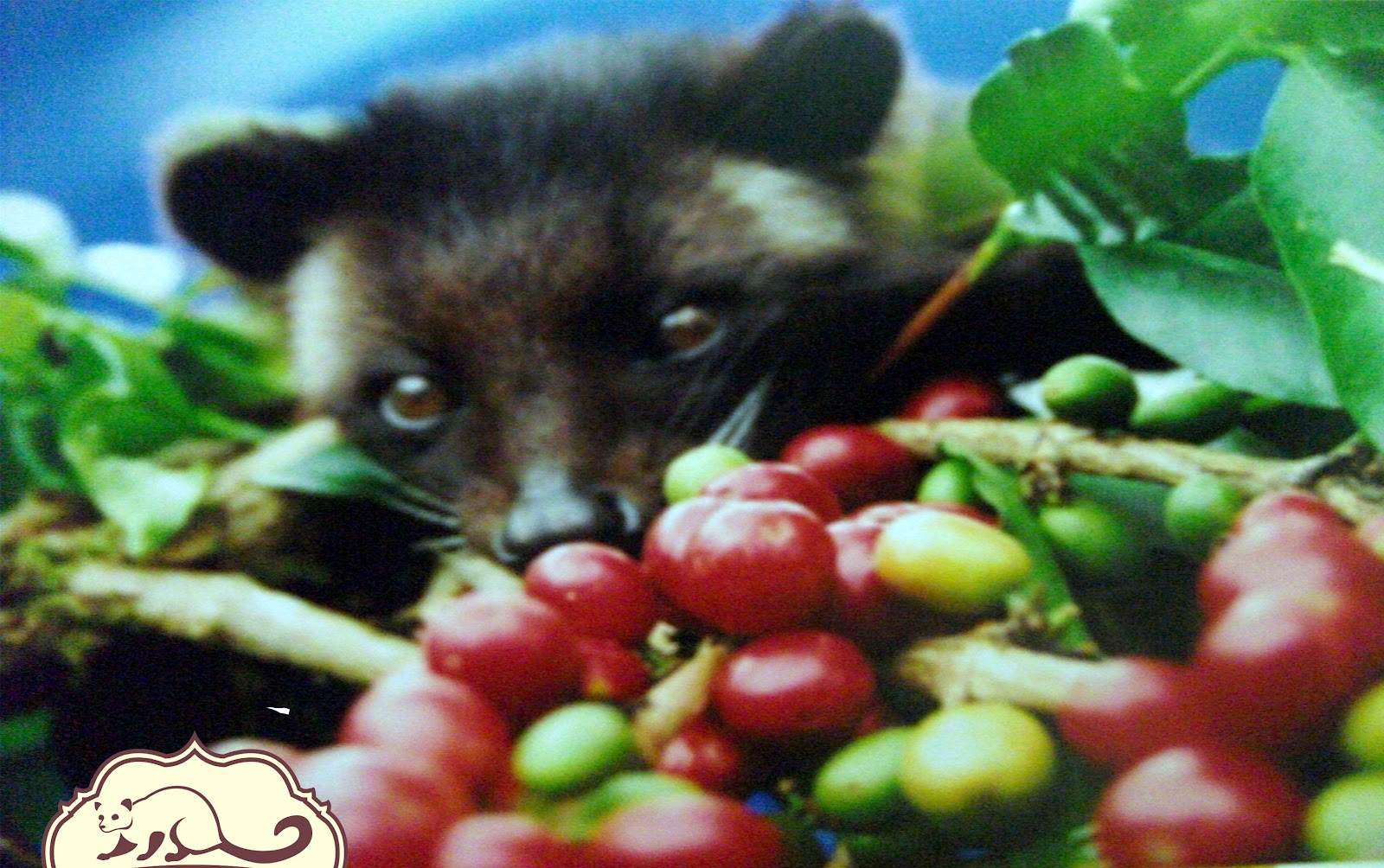 Wild Civet Coffee: About Wild Civet Coffee