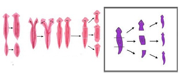 Amoeba dan Planaria - LITERASI FH