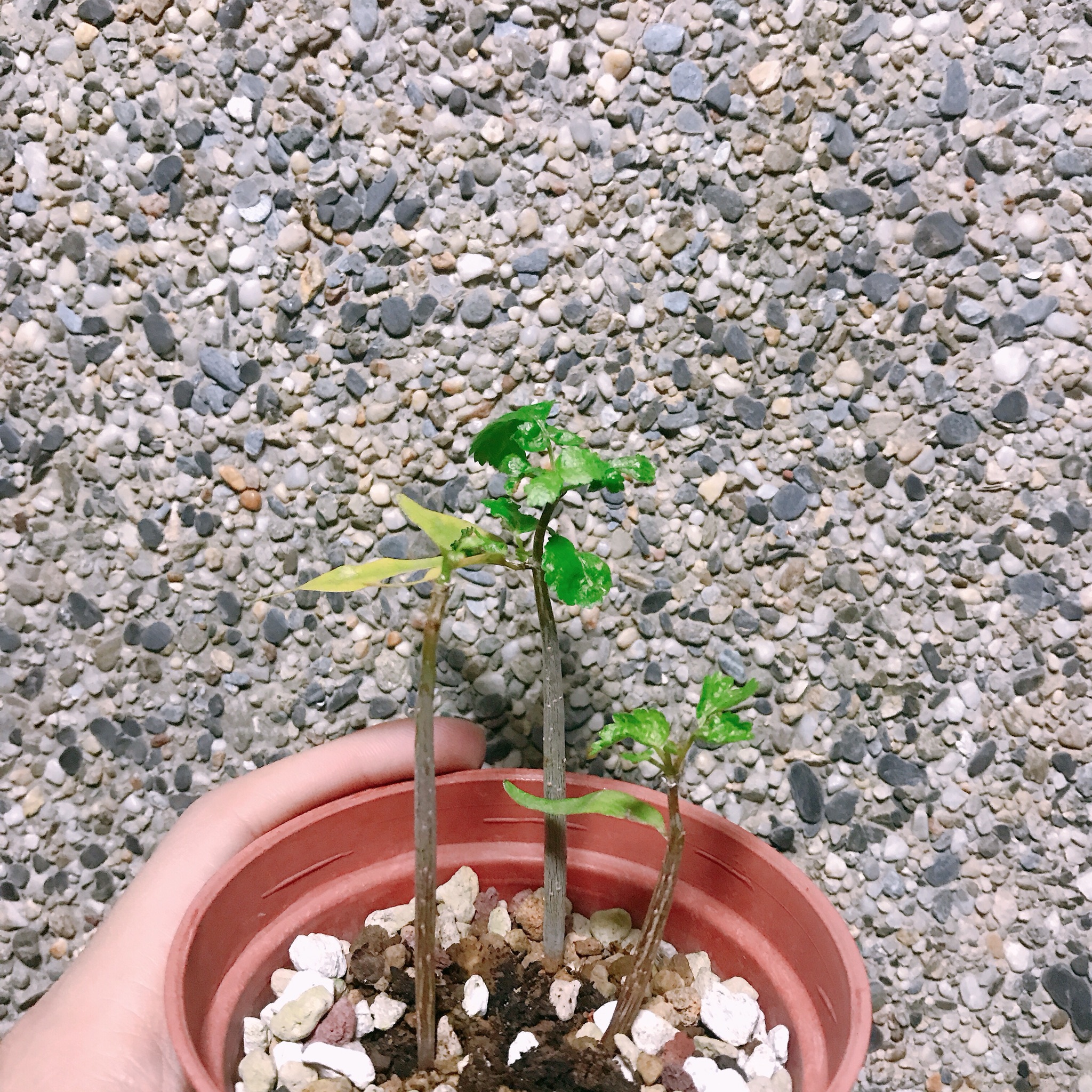 Bursera epinnata 稀有裂欖屬植物