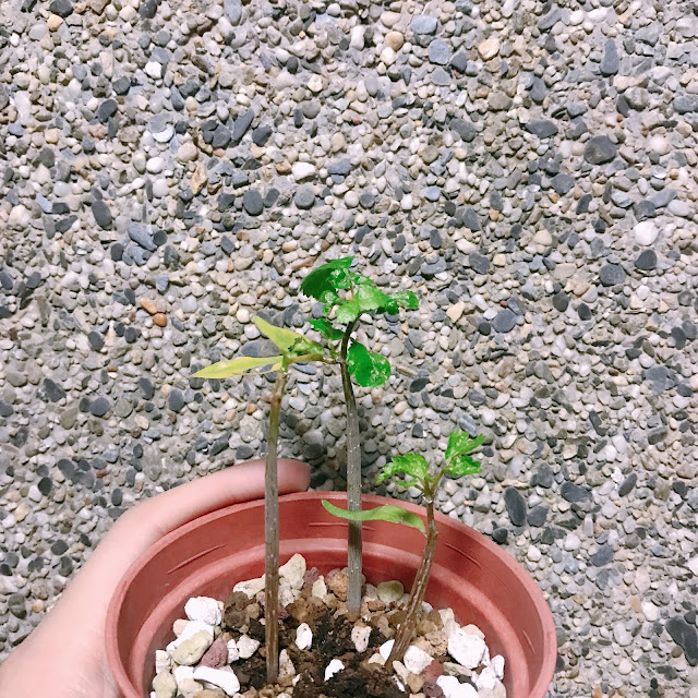 Bursera epinnata 稀有裂欖屬植物