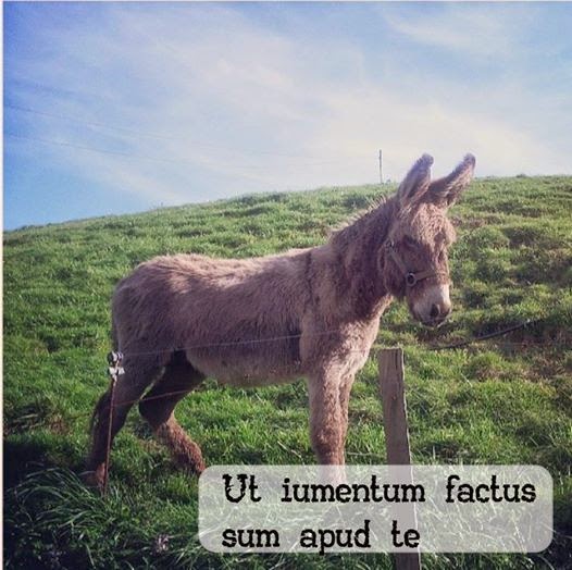 La Santidad como tarea.: LA TEOLOGÍA DEL BORRICO