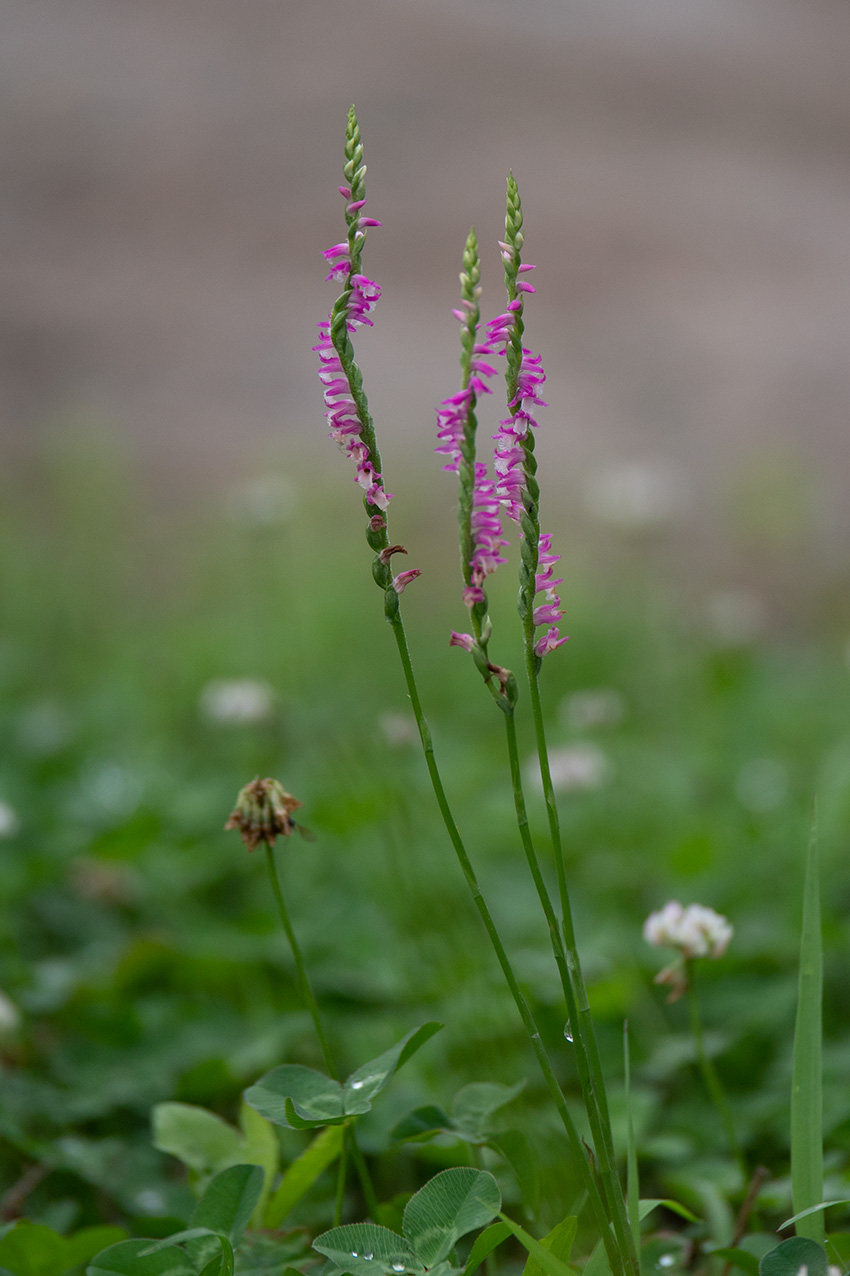 野の花百景: ネジバナ（Nejibana）