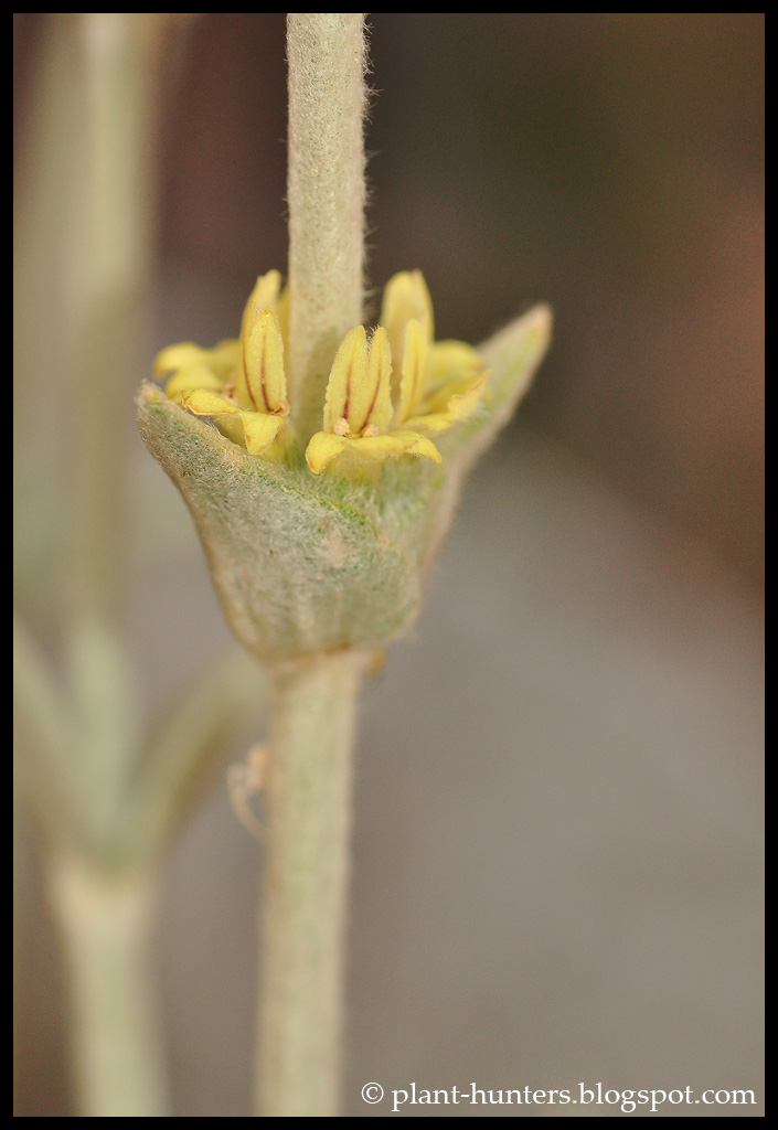 Plant Hunters: Sideritis sipylea