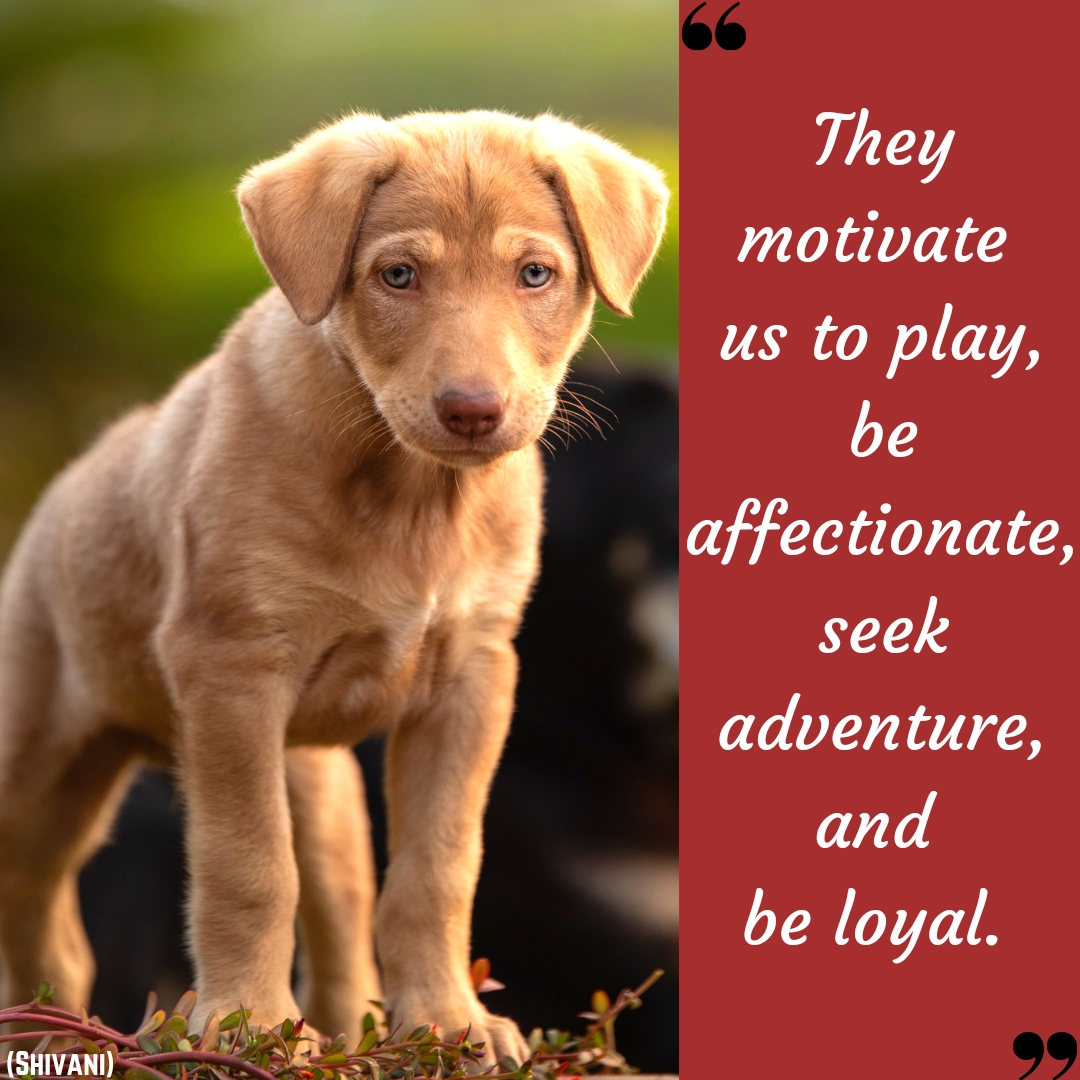 Best 100 Inspirational Dog Quotes About Love, Best Friend And Loyalty ...