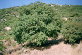 ΓΙΑΝΝΗΣ Δ.ΛΥΡΑΣ: 1929-2002 ΚΑΙΝΟΤΟΜΑ ΕΚΠΑΙΔΕΥΤΙΚΑ ΠΡΟΓΡΑΜΜΑΤΑ