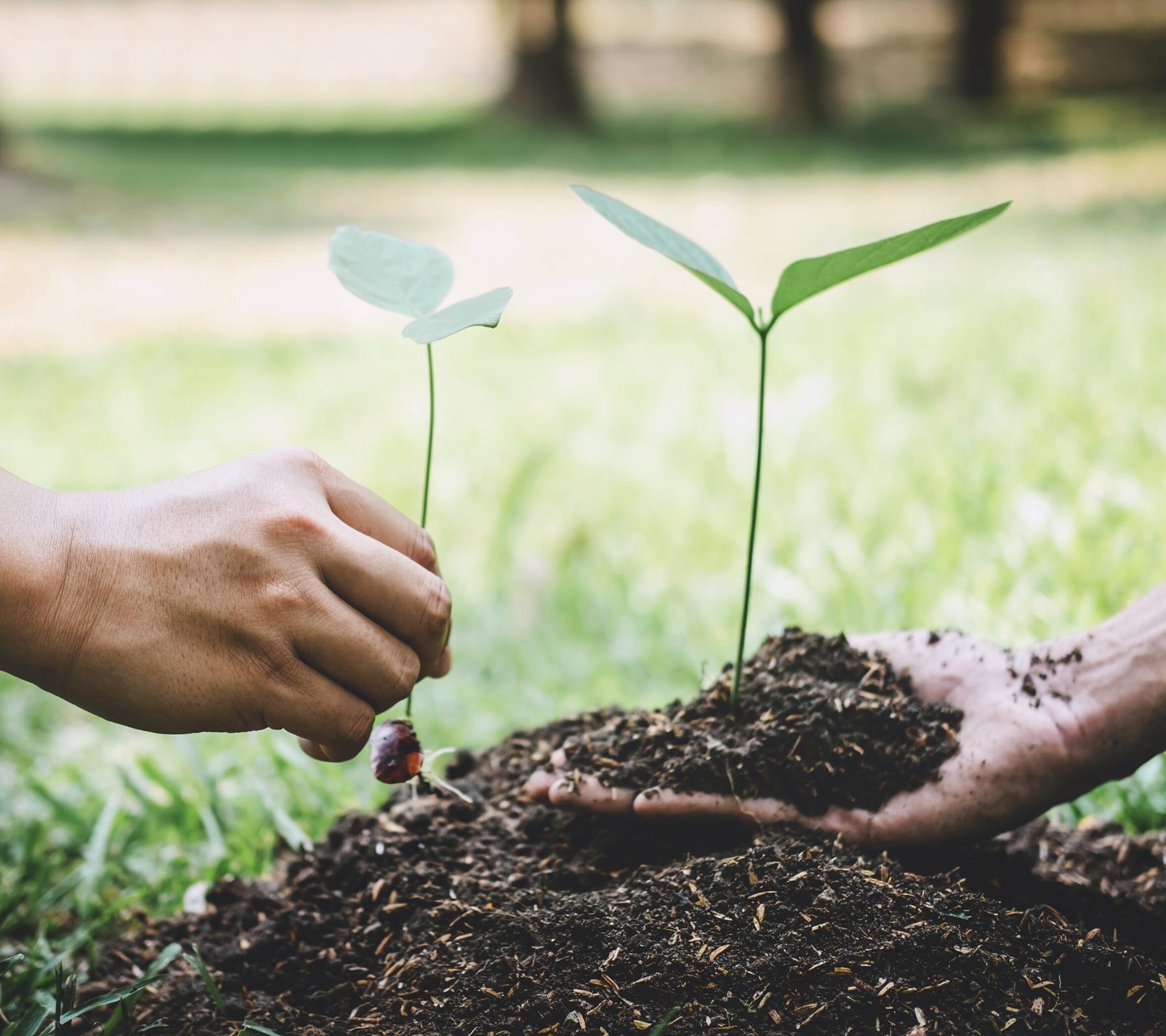 Passo A Passo Para Cultivar O Amor