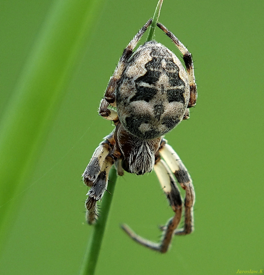 Moja przygoda z fotografią - Żyjąc z naturą : Pająk Krzyżak
