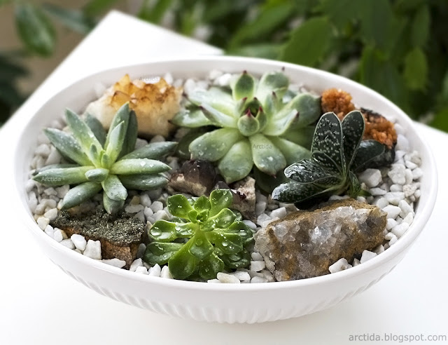 Arctida’s creations: DIY Crystal Succulent garden - beautiful tabletop ...