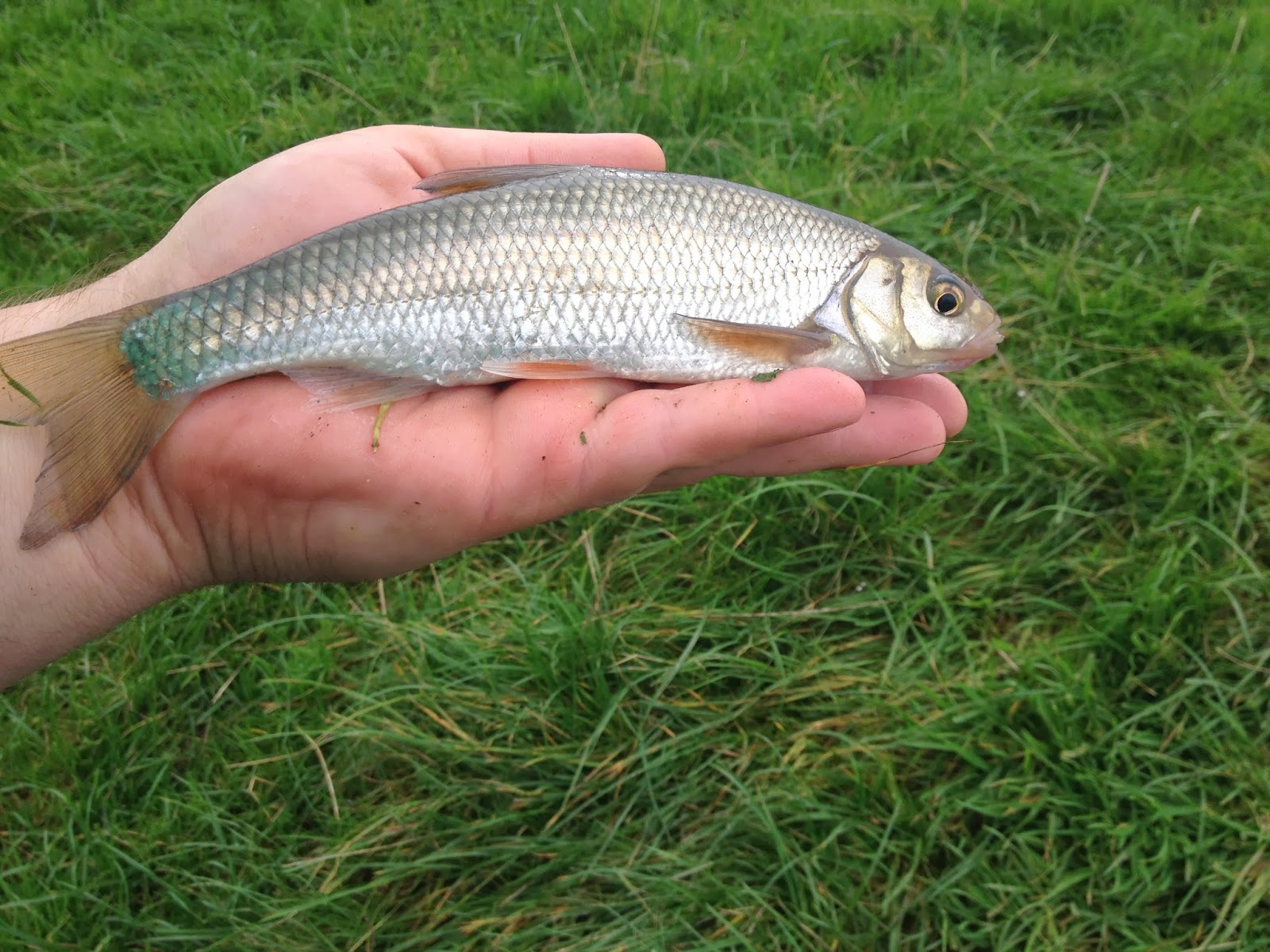Danny's Angling Blog: Fishy Fact or Fiction and River Dee Dace Fishing
