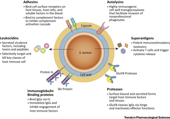 Staphylococcus Aureus Diagram CLSM Representative Image Of