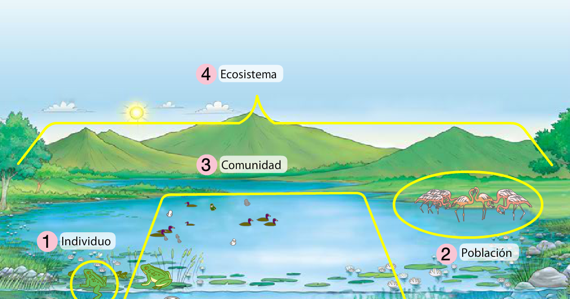 EL BLOG DE CUARTO: LA ORGANIZACIÓN DE LA NATURALEZA: INDIVIDUO ...
