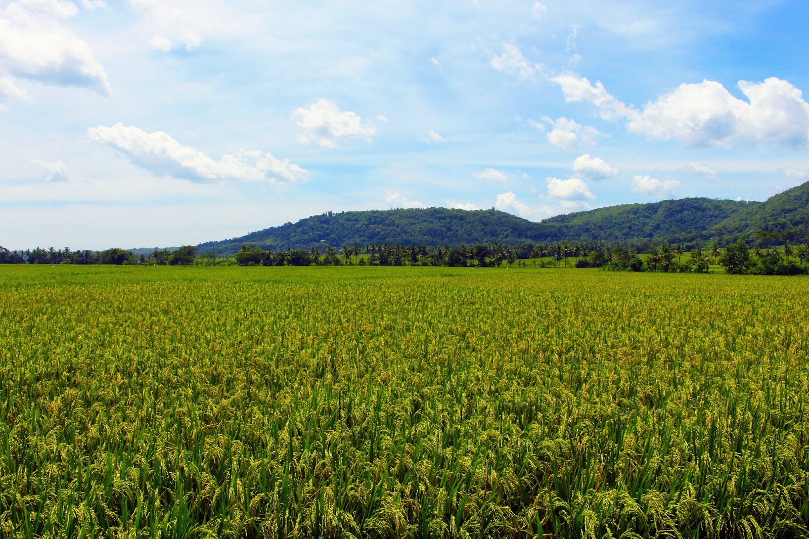 Gambar Pemandangan Sawah Yang Indah Terkini | Pemandangan33