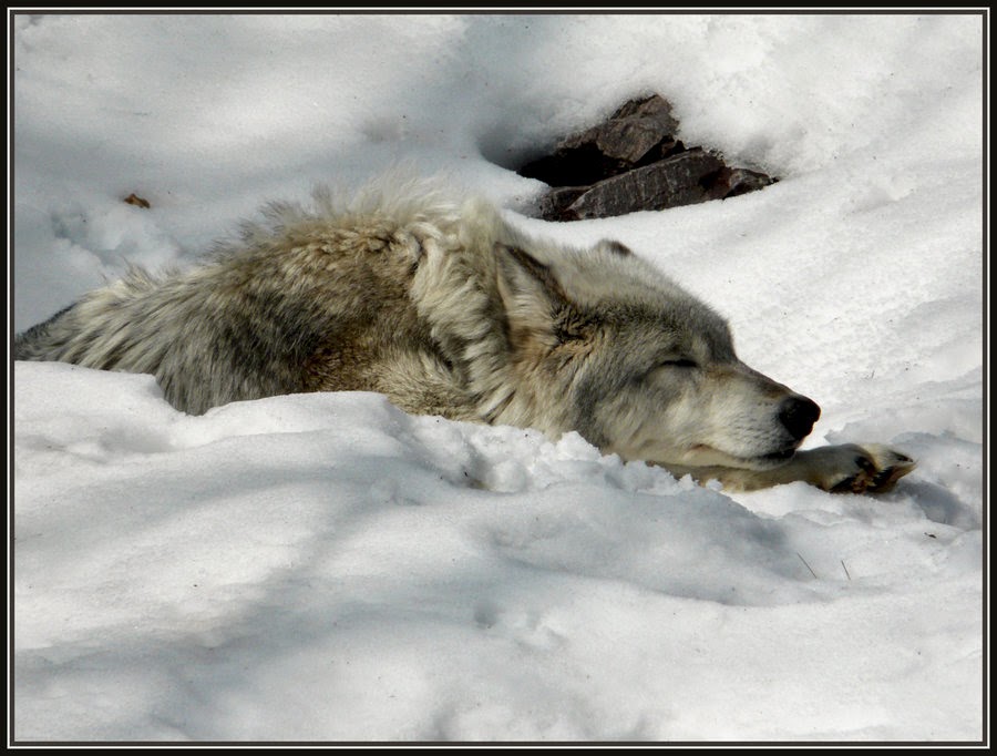 White Wolf : 17 Photos of "Sleeping Wolves" Will Make You Envious to ...