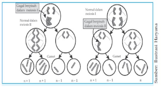 Materi Mutasi dan Jenis-Jenis Mutasi Mapel Biologi kelas 12 SMA/MA ...