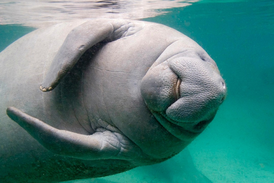 CONSERVACIÓN DEL MANATI