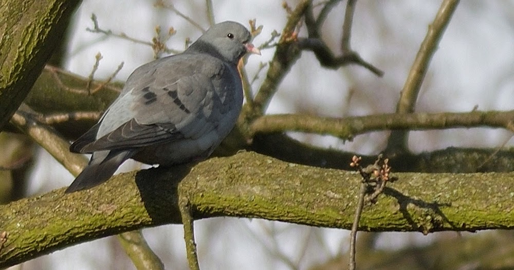 Outdoor Photography: Holenduif