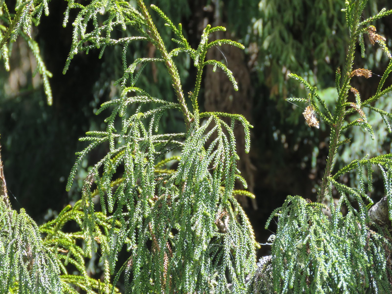 Precarious ecosystem of New Zealand plants atop 800-year-old Rimu