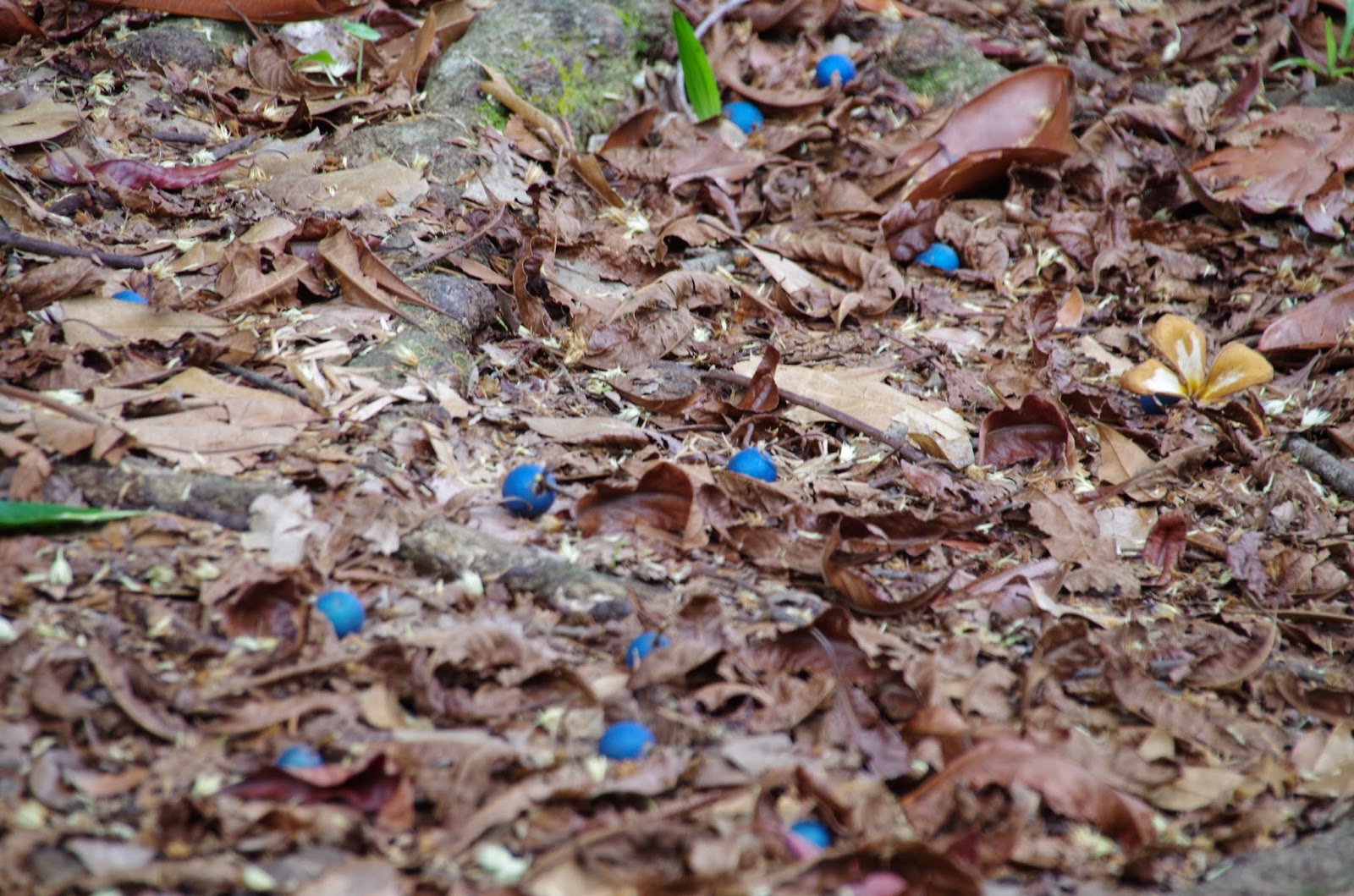 Trees and Plants: Blue Marble Tree (Elaeocarpus Angustifolius)