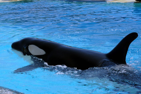 Pto. de la Cruz - La odisea de Morgan ~ El Blog de Tejera :: Espacio ...