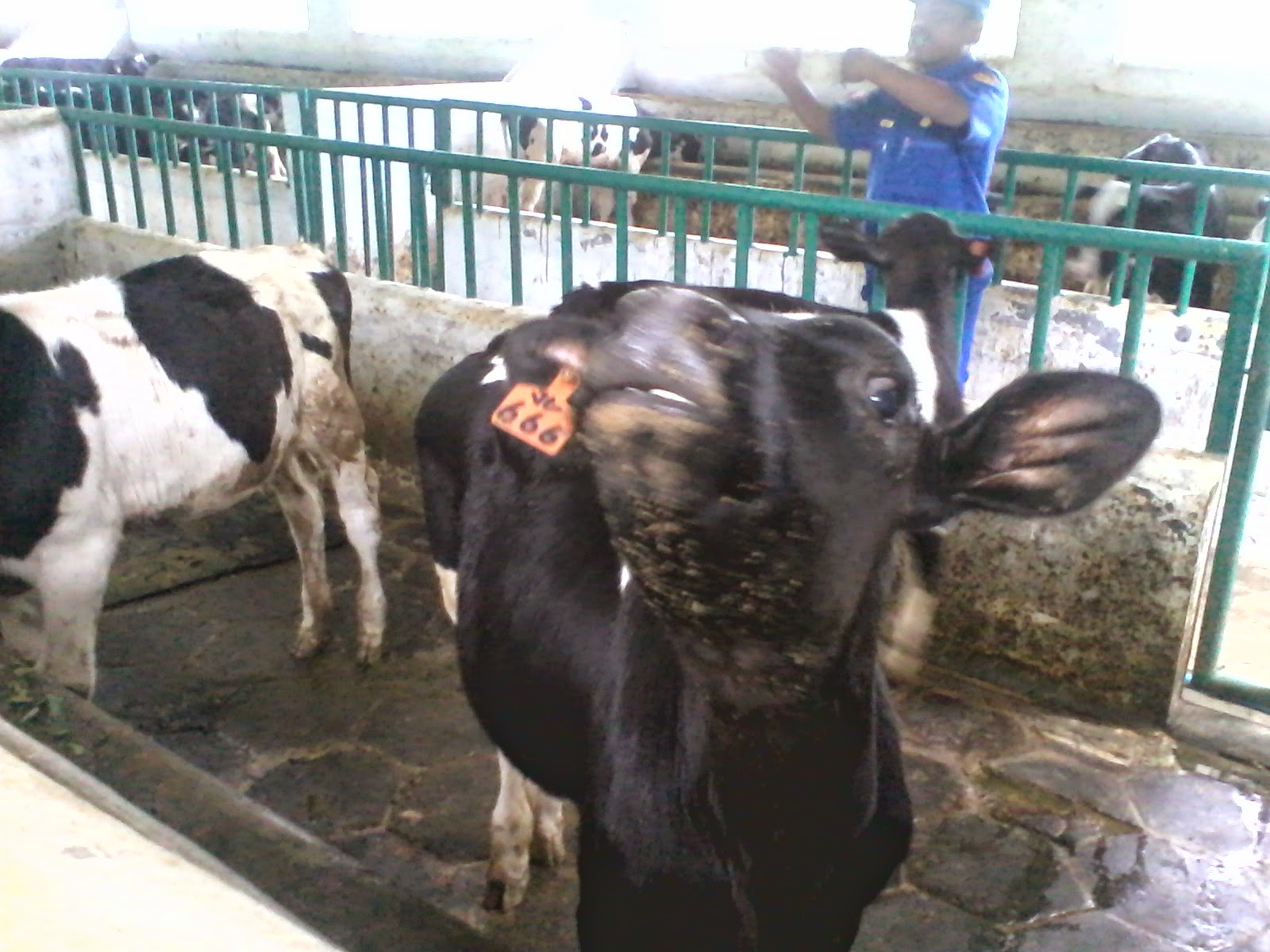 jenis-hewan2016: anak sapi Images