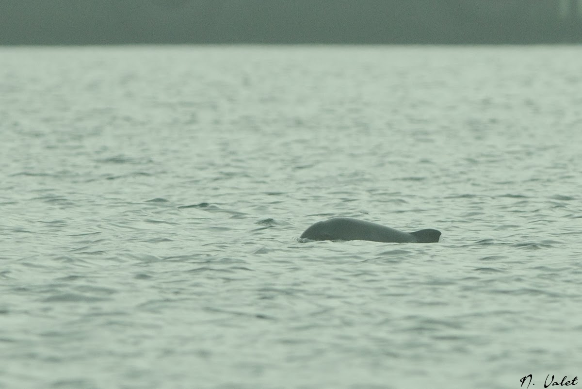 Fauneo: Marsouin commun à Dunkerque