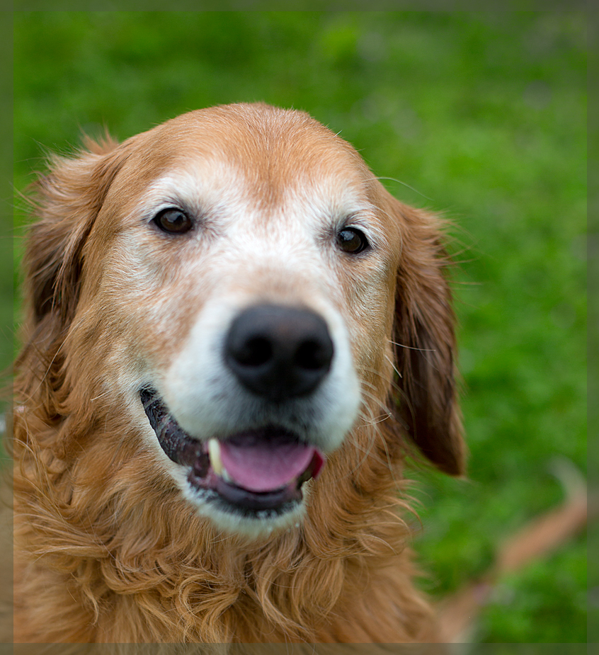 Shelter Dogs of Portland: "CODY" happy Golden Retriever