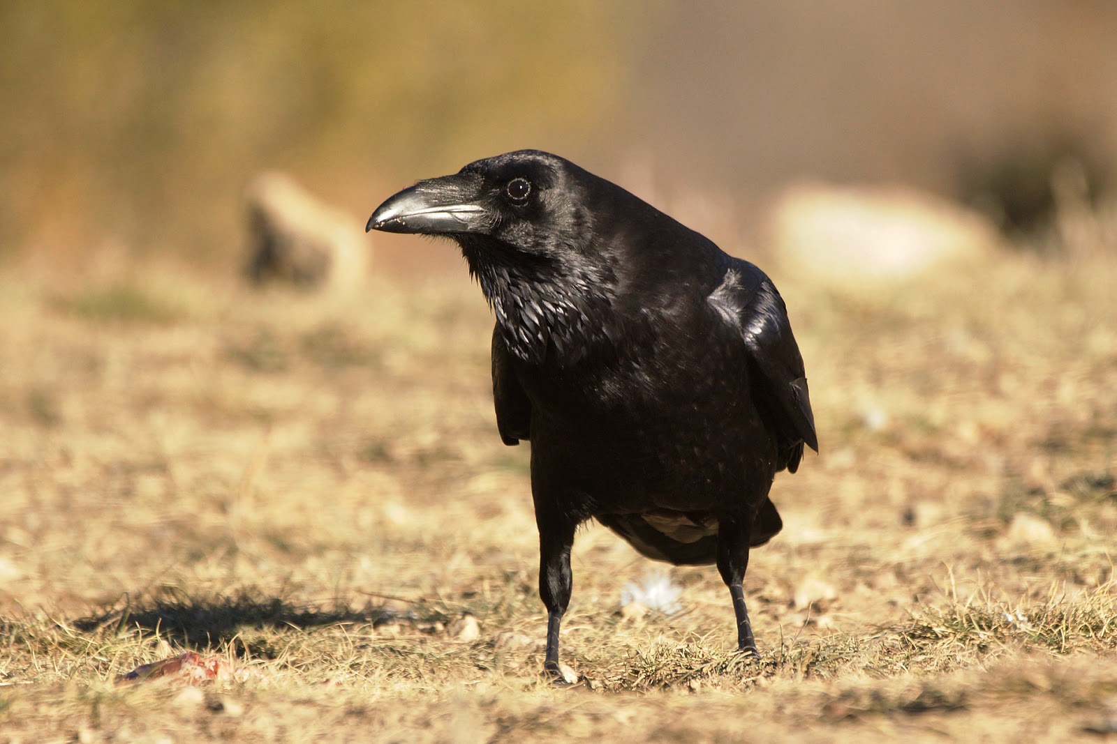 Pasión por las aves: Cuervo.(Corvus corax)
