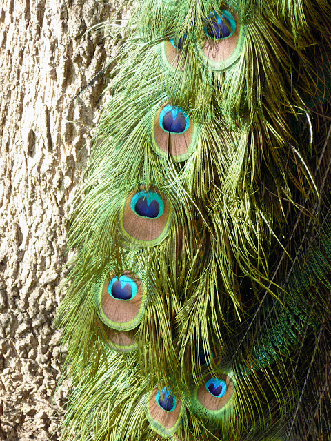 Image Or Reflection: The Peacock's Feathers