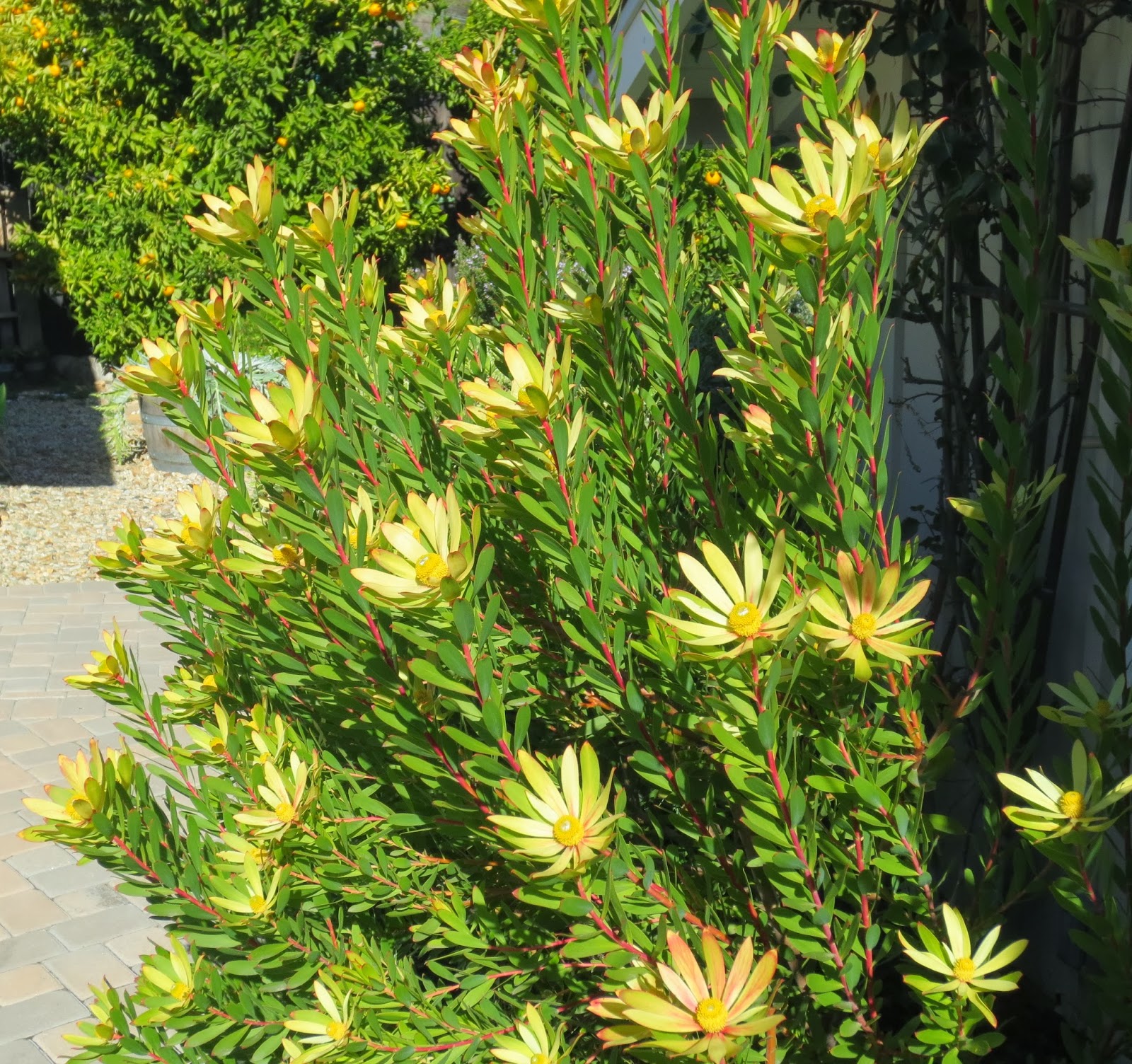 Late to the Garden Party: My favorite plant this week: Leucadendron ...
