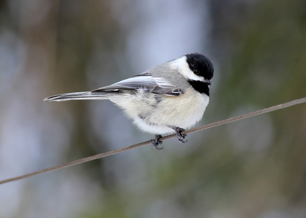 Listening in Nature: Black-capped Chickadees face off with song
