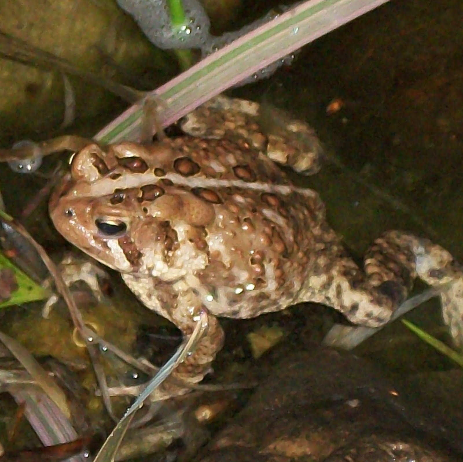 Haunted Swamp Designs: THE TOADS ARE HERE!