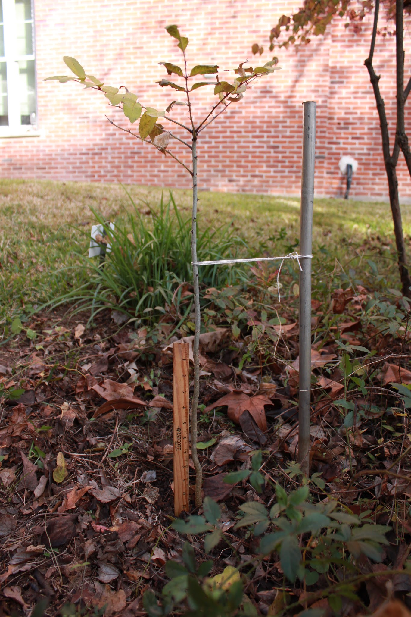 Centenary College Arboretum: Tree of the Week: Toothache Tree ...
