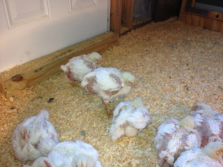 Cluck•en•bock, Texas