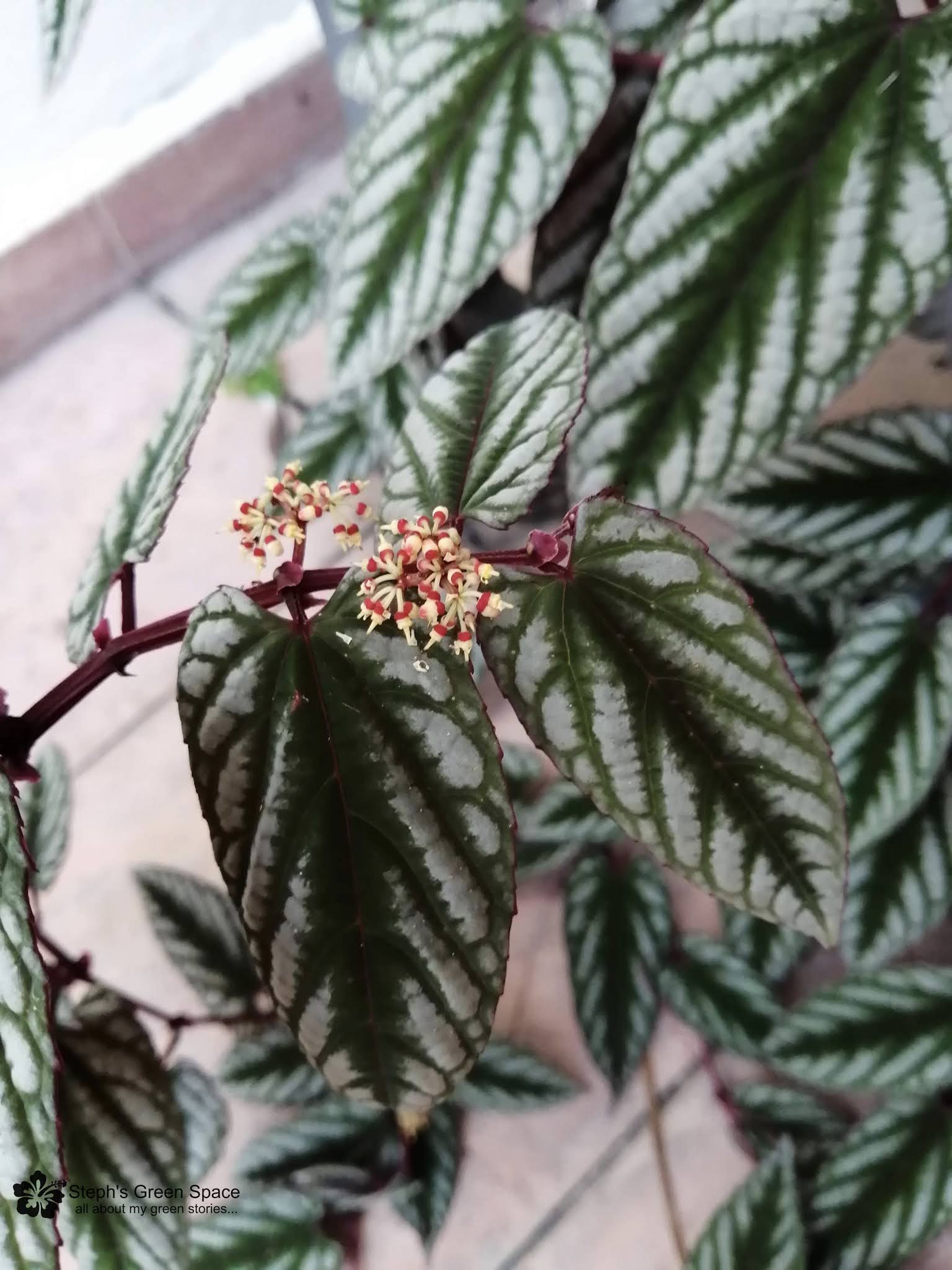 this vine not a begonia though the common name has