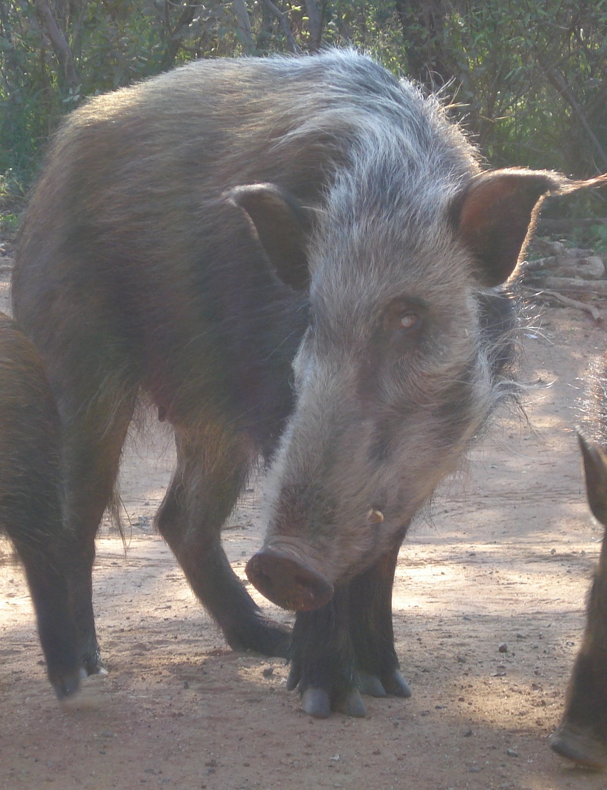 Veldwagter/Ranger: August 2011