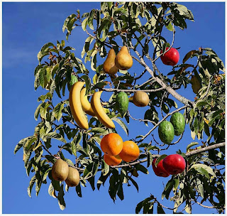 Amazing and Interesting Facts: Fruit Salad tree - A tree which can grow ...
