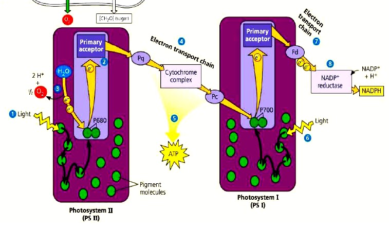 Easy Bio, Master Bio: Light Dependent Reactions