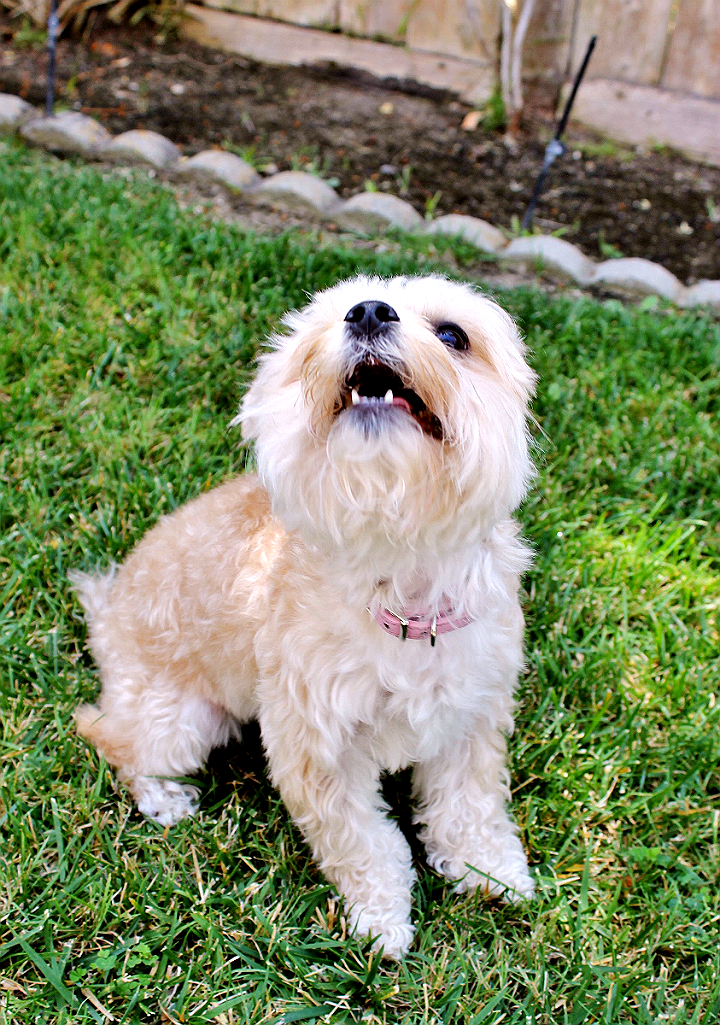 Momma Told Me: Brighter Smiles And Sweeter Doggy Kisses With Fuss Free ...