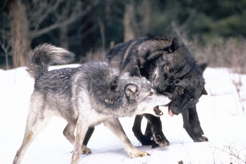 Aleda Costa: Wolves Fighting - Pictures