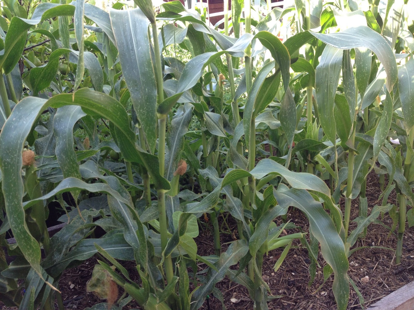 Growing Sweet Corn - The Greening of Gavin
