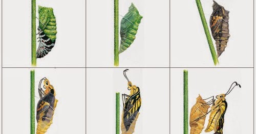 Crapouillotage: Cycle de vie du Papillon