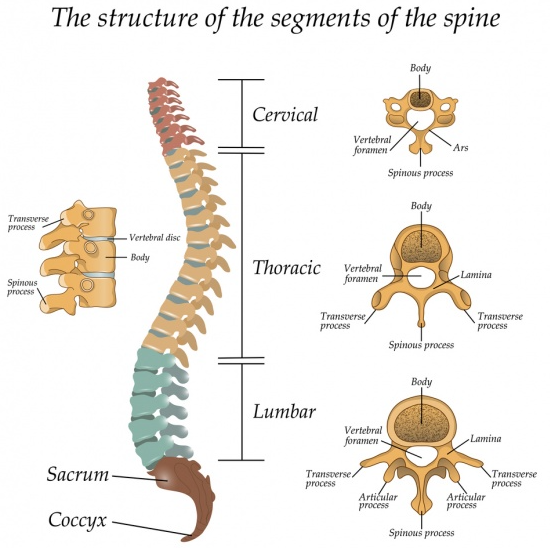 Anatomi Tulang Vertebra Lumbal Pada Kolumna Vertebralis - Anatomi Tutorial