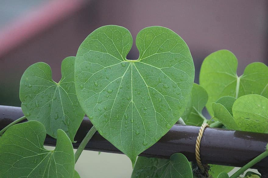 Cultivation of Tinospora Cordifolia /Giloe - Agrovista-Farming
