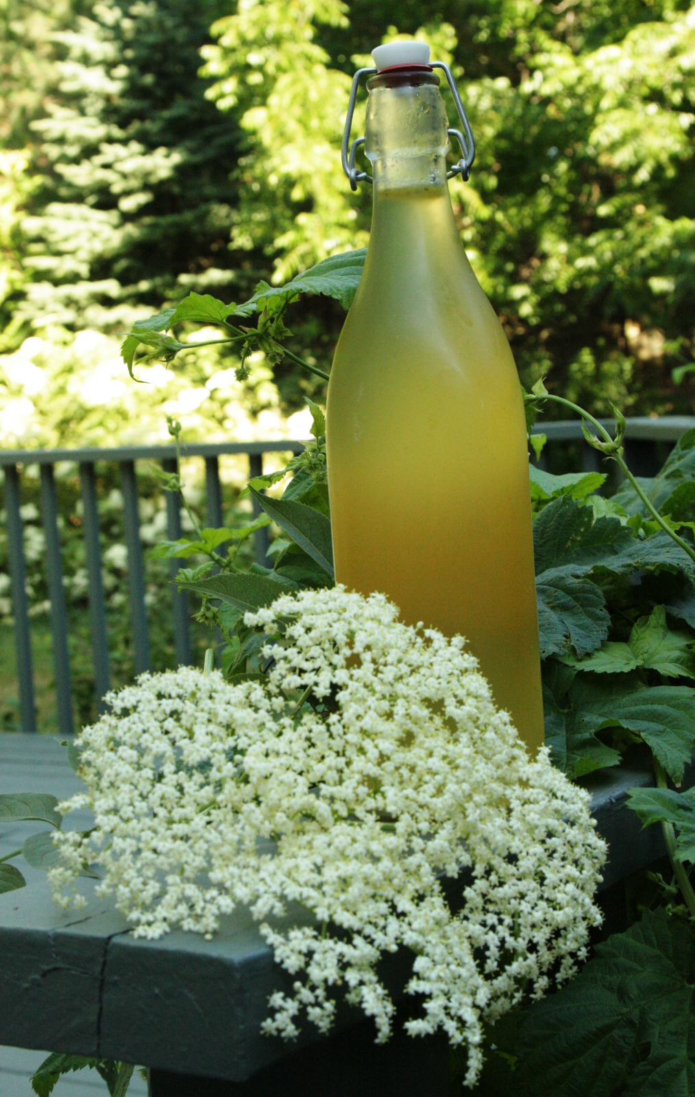 Franklin County (PA) Gardeners: 2013 Herb of the Year™ Elderberry