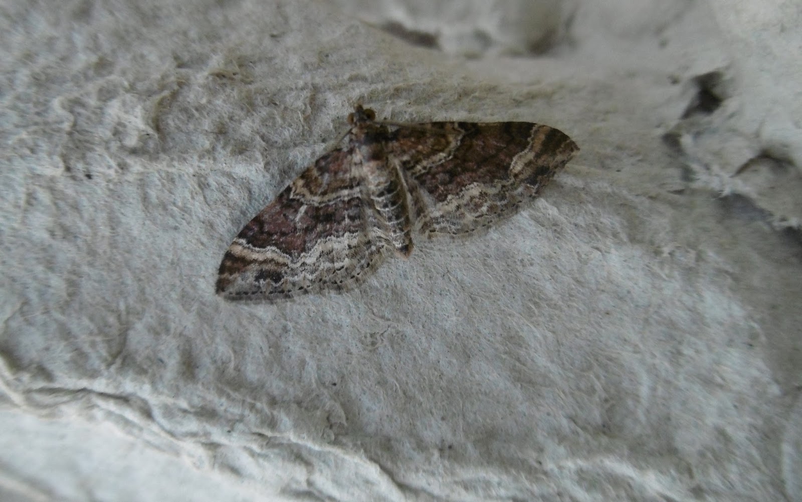 Martin's Moths: Numbers rising