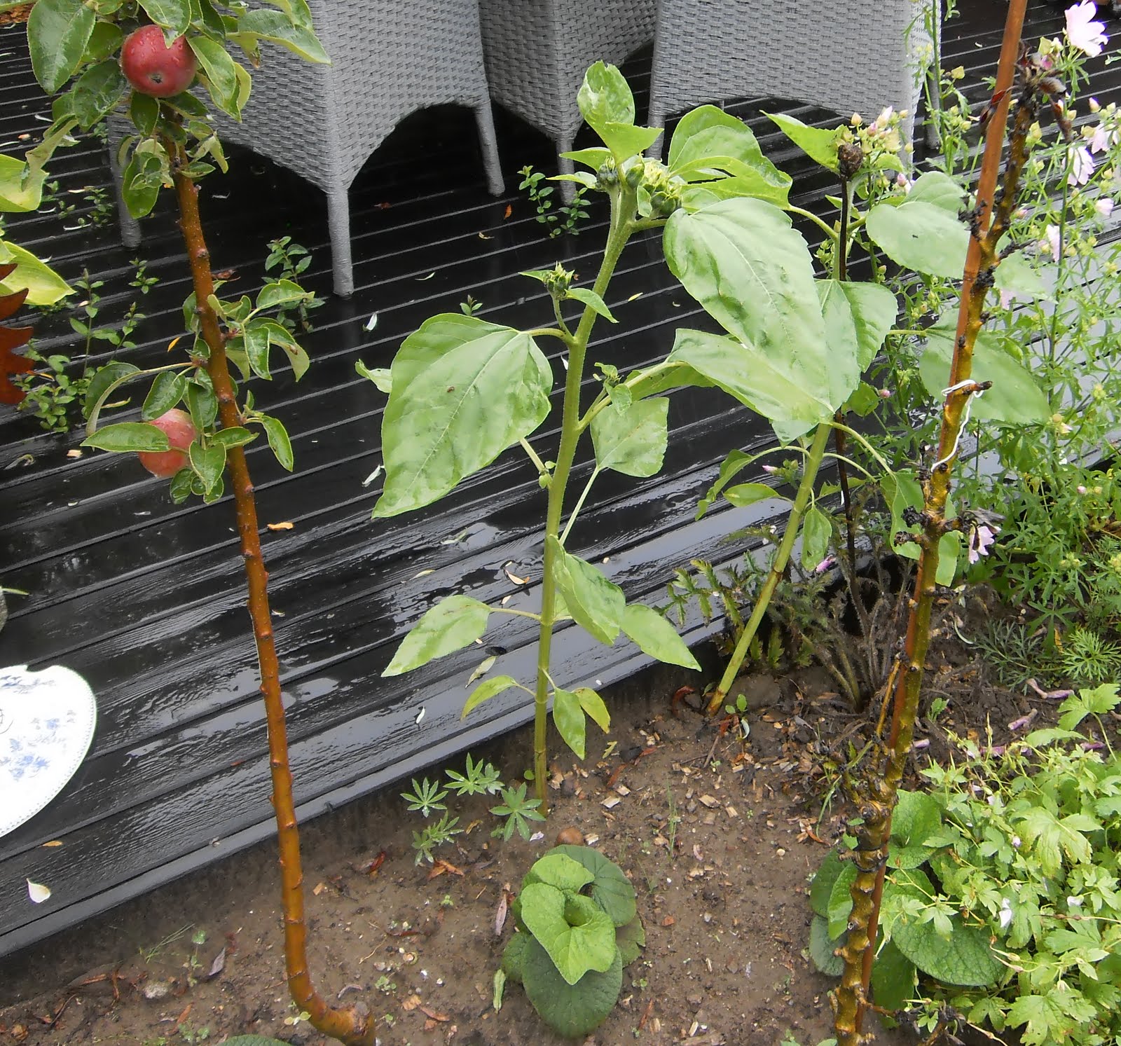 Patchwork-blomsten: Solsikker .....