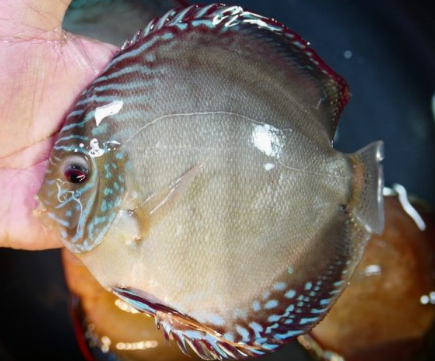 100 Discus Classification according to color and line | king fish
